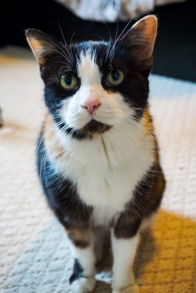 Cats - Salty Animal Rescue